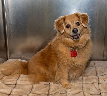 Detroit, MI - Pomeranian. Meet Roxy aka Precious a Pet for Adoption ...