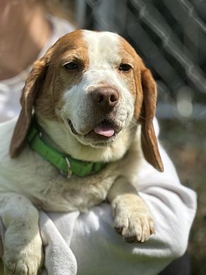 Sparta, NJ - Beagle/Basset Hound. Meet Benny a Pet for Adoption ...