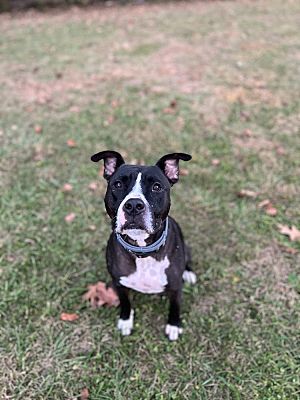 Benton, PA - Pit Bull Terrier. Meet Jester a Pet for Adoption ...