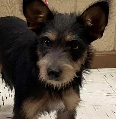 Boerne, TX - Schnauzer (Miniature)/Yorkie, Yorkshire Terrier. Meet Mimi ...
