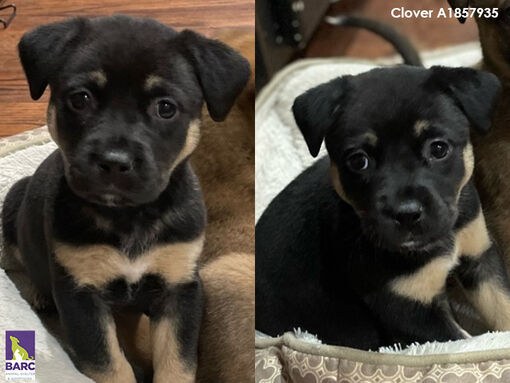 Houston, TX - Rottweiler. Meet CLOVER a Pet for Adoption - AdoptaPet.com