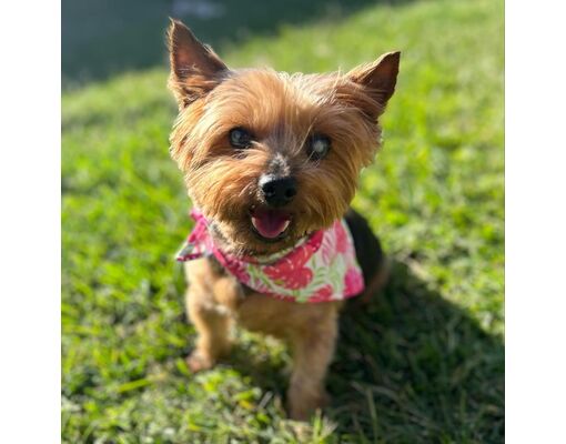 Magnolia, TX - Yorkie, Yorkshire Terrier. Meet Starla (Dallas) a Pet ...