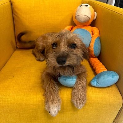 Manhattan, NY - Jack Russell Terrier. Meet ARAMINA a Pet for Adoption ...