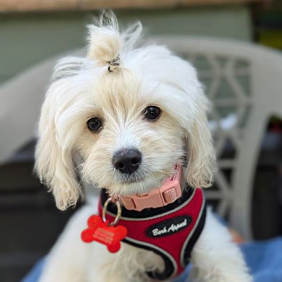 Orlando, FL - Yorkie, Yorkshire Terrier. Meet Bindi a Pet for Adoption ...
