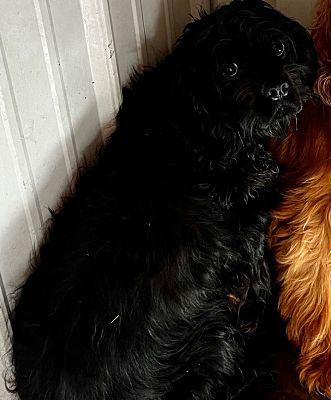 Windsor, CO - Cocker Spaniel. Meet Ella a Pet for Adoption - AdoptaPet.com