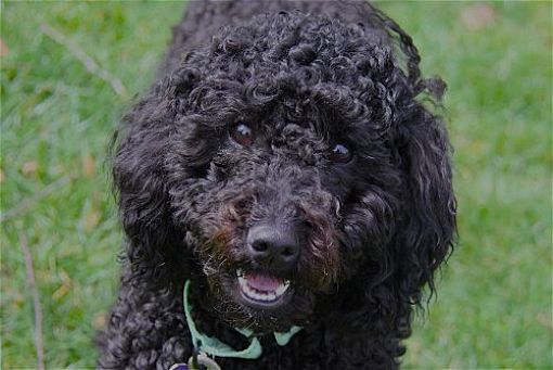 Charlotte, NC - Poodle (Miniature)/Labrador Retriever. Meet Wilhelmina ...
