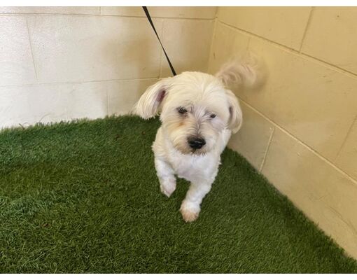 Winter Haven, FL - Maltese. Meet JUNIOR a Pet for Adoption - AdoptaPet.com