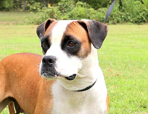 Southbury, CT - Boxer. Meet Cara~ meet me! a Pet for Adoption ...