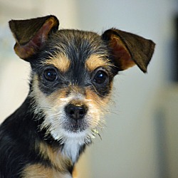 Southington, CT - Rat Terrier/Yorkie, Yorkshire Terrier. Meet Mocha a ...