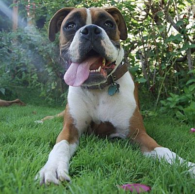 Pasco, WA - Boxer. Meet Luna Marie a Pet for Adoption - AdoptaPet.com