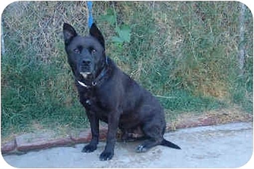 Los Angeles, CA - Shepherd (Unknown Type)/Akita. Meet George a Pet for ...