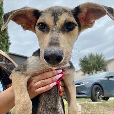 St. Louis, MO - Whippet/Hound (Unknown Type). Meet Minnie a Pet for ...