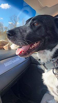 Potterville, MI - Labrador Retriever/Bearded Collie. Meet Mator a Pet ...