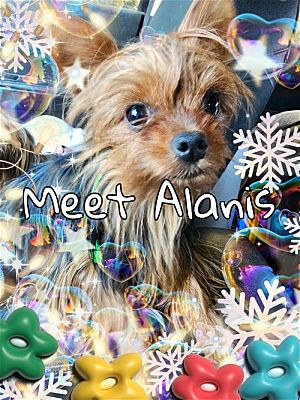 San Antonio, TX - Yorkie, Yorkshire Terrier. Meet Alanis a Pet for ...