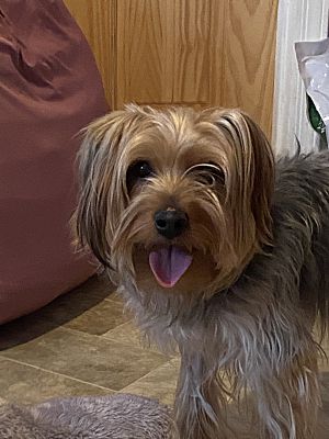Brooklyn, NY - Yorkie Poo. Meet Brooklyn a Pet for Adoption - AdoptaPet.com