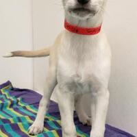 Adopt a pet near you | PetSmart Charities