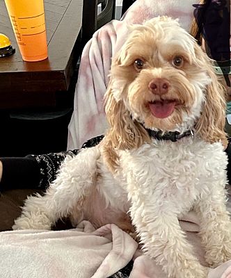 Bethpage, NY - Cockapoo. Meet Charlie a Pet for Adoption - AdoptaPet.com