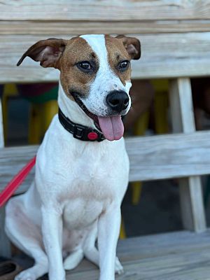 Manhasset, NY - American Staffordshire Terrier. Meet Chelsea a Pet for ...