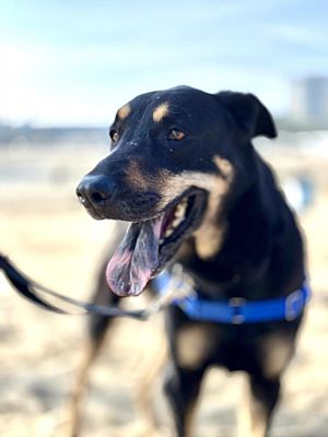Los Angeles, CA - Doberman Pinscher/Labrador Retriever. Meet Teddy a ...