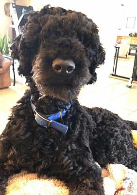 Atlanta, GA - Poodle (Standard). Meet Maxie a Pet for Adoption ...