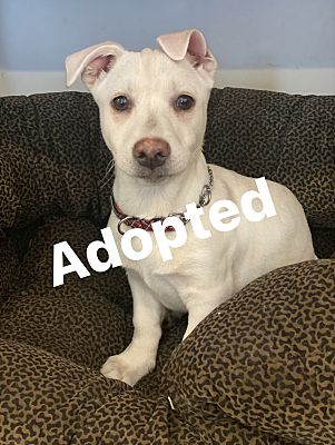Peace Dale, RI - Cairn Terrier. Meet Whitney a Pet for Adoption ...