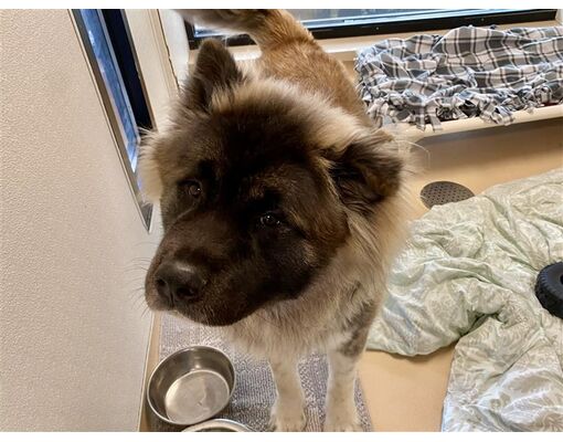 St. Louis, MO - Akita/Chow Chow. Meet FINN a Pet for Adoption ...