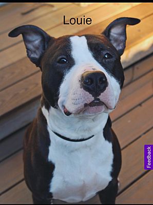 Staten Island, NY - Staffordshire Bull Terrier. Meet Louie a Pet for ...
