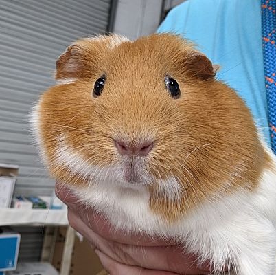 San Diego, CA - Guinea Pig. Meet Gia a Pet for Adoption - AdoptaPet.com