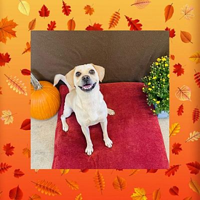 Huntsville, AL - Pug/Beagle. Meet Mozzarella a Pet for Adoption ...