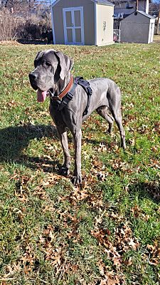 Springfield, IL - Great Dane. Meet Varys a Pet for Adoption - AdoptaPet.com