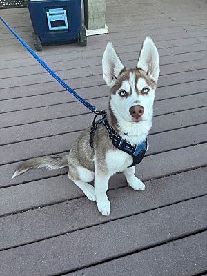 Reno, NV - Siberian Husky. Meet Zombie a Pet for Adoption - AdoptaPet.com