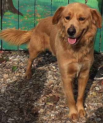 Pacific, MO - Golden Retriever. Meet Buster a Pet for Adoption ...