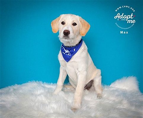 Salt Lake City, UT - Shepherd (Unknown Type)/Labrador Retriever. Meet ...