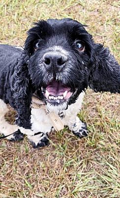 Gulfport, MS - Cocker Spaniel. Meet Frotoes a Pet for Adoption ...