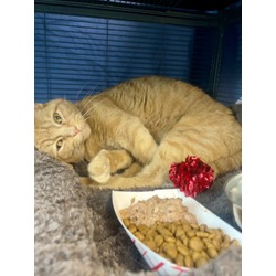 Eau Claire, WI - Domestic Shorthair. Meet Hades (Ollie) a Pet for ...