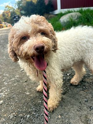 Bedford Hills, NY - Miniature Poodle. Meet Janet a Pet for Adoption ...