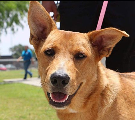 Allison Park, PA - German Shepherd Dog/Labrador Retriever. Meet Aspen a ...