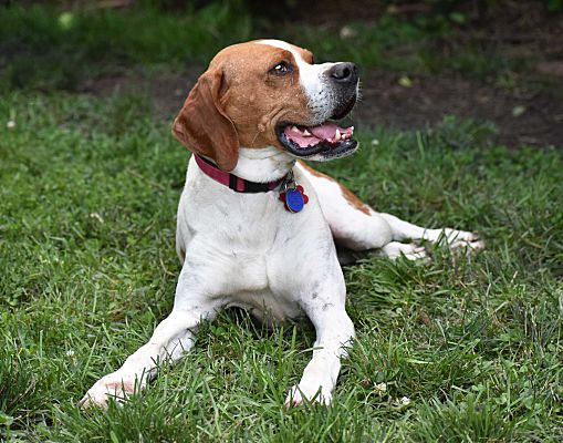 Wood Dale, IL - Pointer. Meet Xuma a Pet for Adoption - AdoptaPet.com