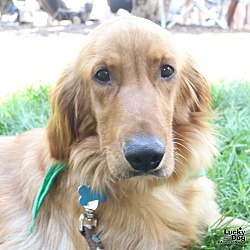 Arlington, VA - Golden Retriever. Meet Mindy a Pet for Adoption ...