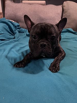 Winder, GA - French Bulldog. Meet Chevy a Pet for Adoption - AdoptaPet.com