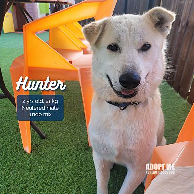 Vancouver, BC - Jindo/Mixed Breed (Medium). Meet Hunter a Pet for ...
