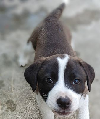 Weeki Wachee, FL - St. Bernard/Labrador Retriever. Meet Annie a Pet for ...