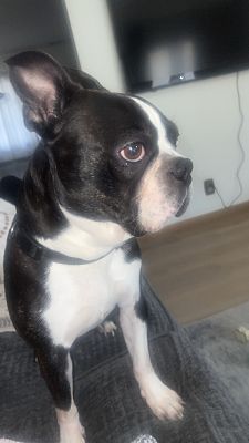 Lincoln, NE - Boston Terrier. Meet Avon a Pet for Adoption - AdoptaPet.com