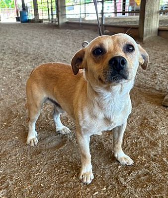 Sacramento, CA - Terrier (Unknown Type, Small). Meet Pinto a Pet for ...