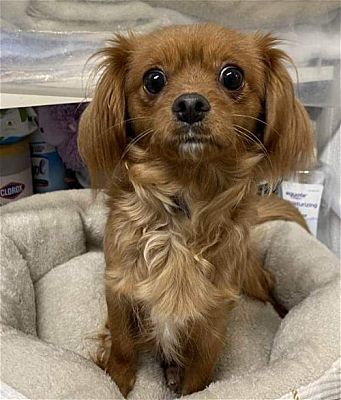 Farmington, MN - Cavalier King Charles Spaniel/Dachshund. Meet Joy D5824 - ADOPTION BEING ...