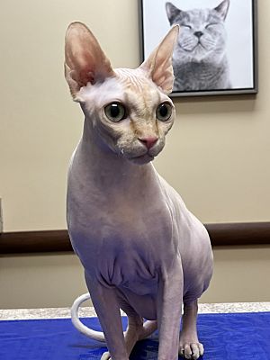 Westland, MI - Sphynx. Meet Pickle a Pet for Adoption - AdoptaPet.com