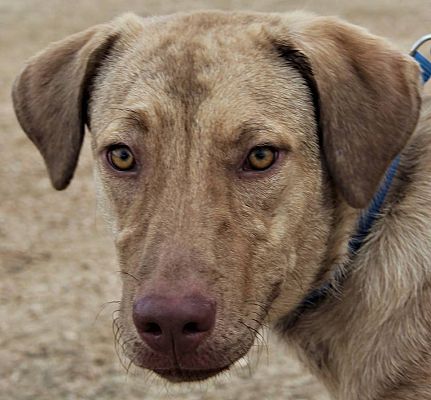 Vancouver, BC - Husky/Plott Hound. Meet Jenny a Pet for Adoption ...