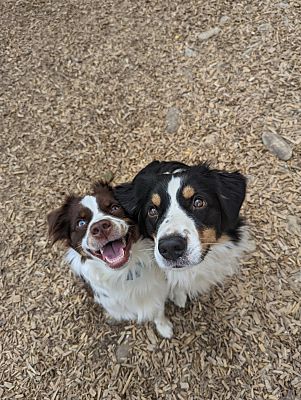 Charlotte, NC - Australian Shepherd. Meet Paqu a Pet for Adoption ...