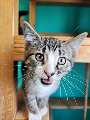 Brookings, SD - Domestic Shorthair. Meet National Geographic a Pet for ...