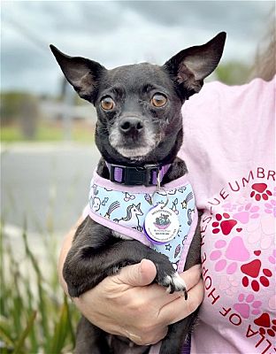 Pittsburg, CA - Chihuahua. Meet *Jamora RABBIT a Pet for Adoption ...